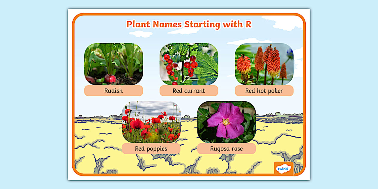 Plant Names That Start with R Display Poster