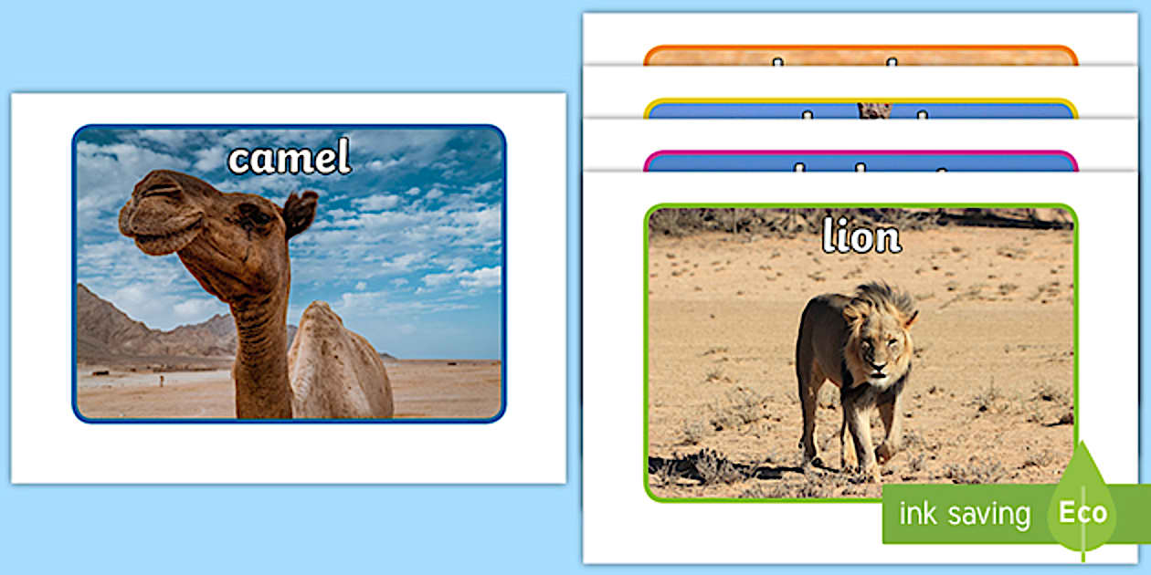 Desert Animals Display Photos | Primary Resources - Twinkl