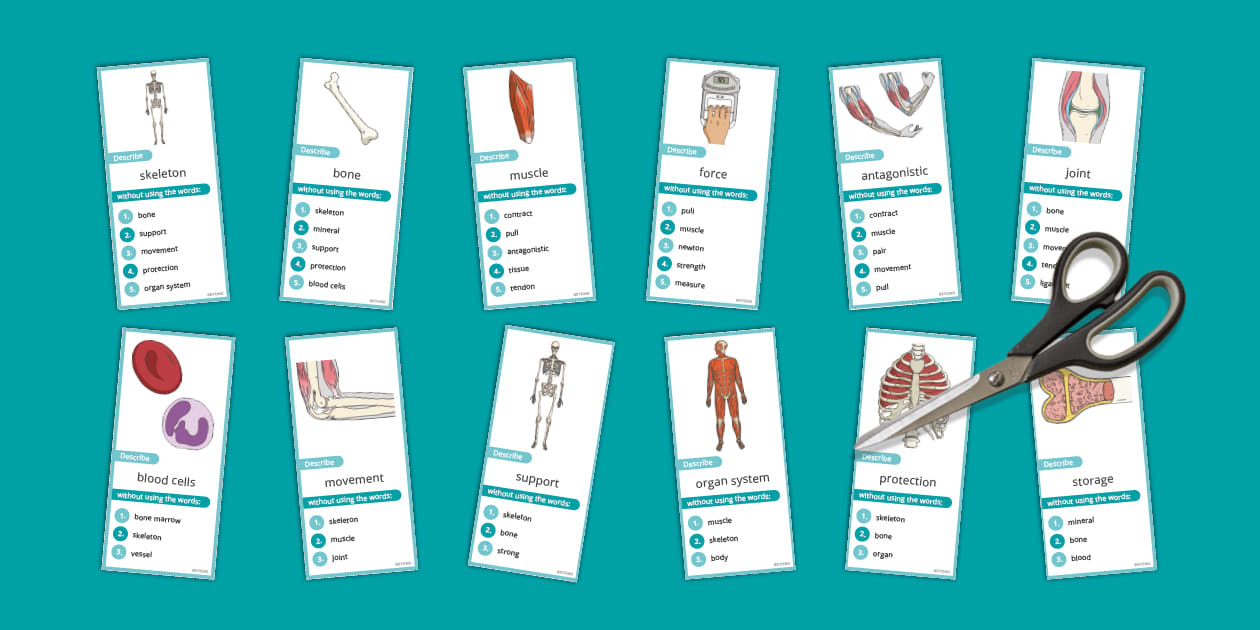 Skeletal and Muscle Systems Can You Guess? Cards | Beyond