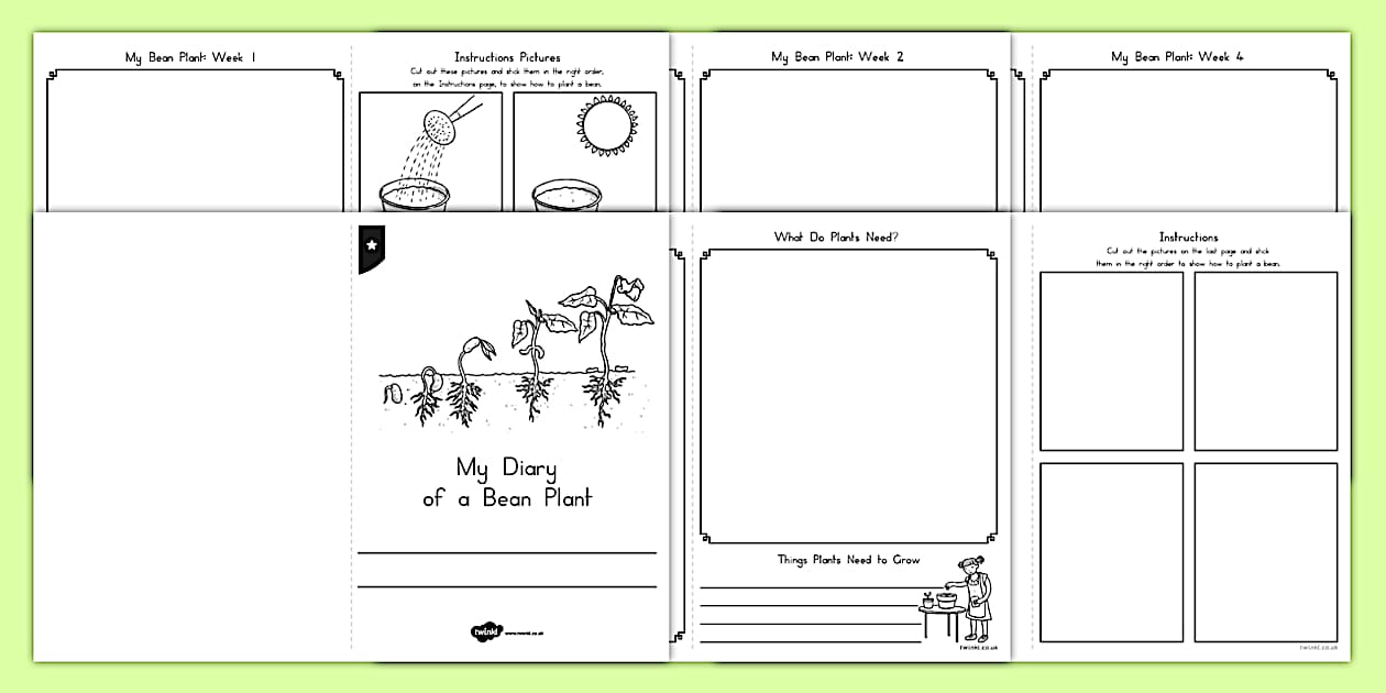 Bean Plant Growth Experiment and Results | Experiment Diary