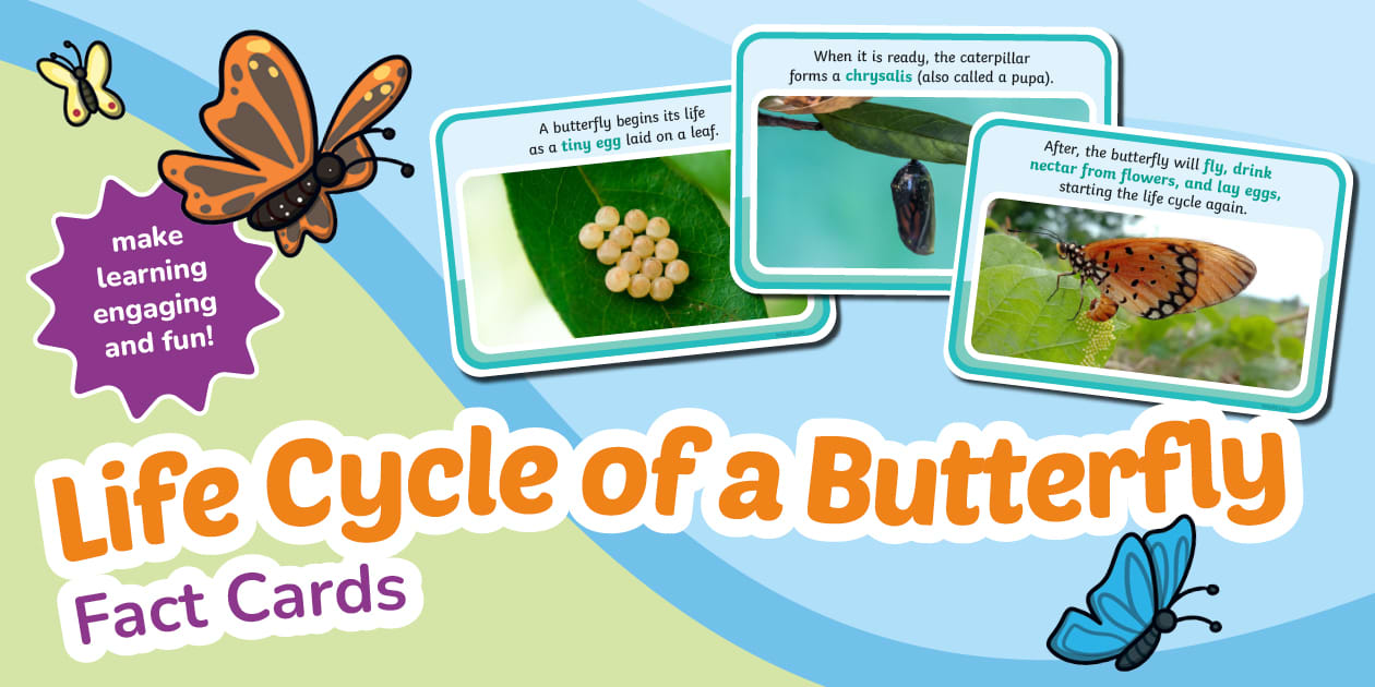 Life Cycle of a Butterfly Fact Cards