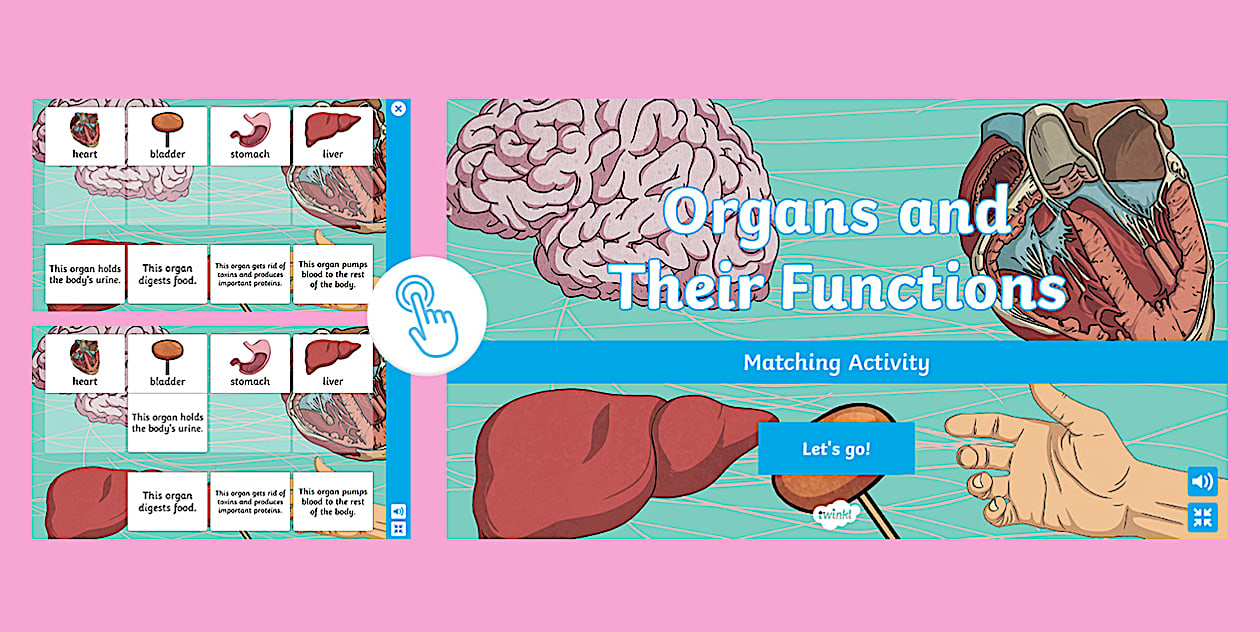 Organs Interactive Matching Game (teacher made) - Twinkl