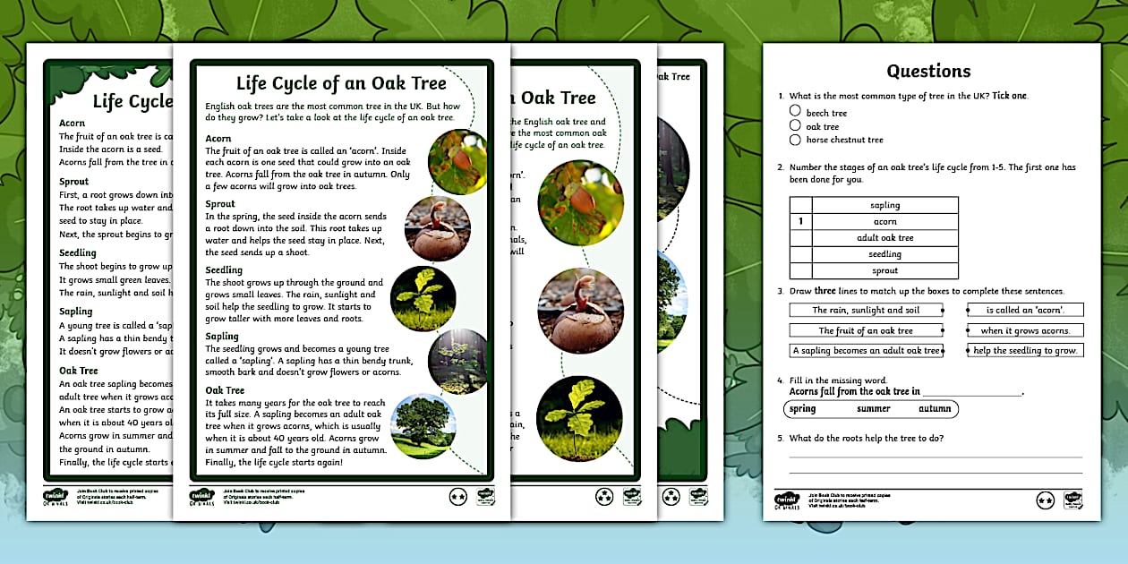 Year 2 Life Cycle of an Oak Tree Reading Comprehension