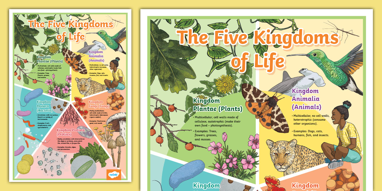 The Five Kingdoms of Life Display Poster (teacher made)