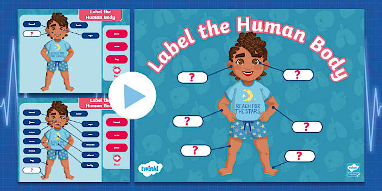 Label the Human Body PowerPoint Game (teacher made) - Twinkl