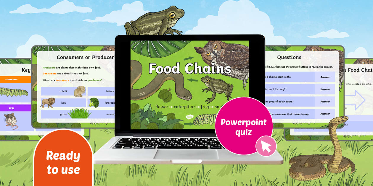 Food Chain PowerPoint - Science Resource - Twinkl
