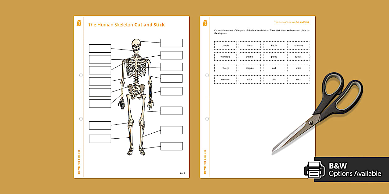 Human Skeleton Worksheet - KS3 Biology Homework Activity