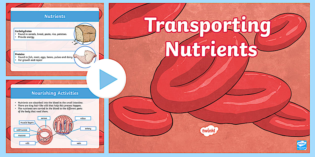 Year 6 Transporting Nutrients Teaching PowerPoint - Twinkl