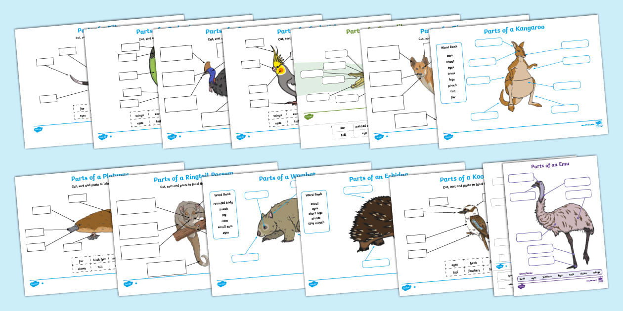 Labelling Parts of Australian Animals Activity Pack - Twinkl