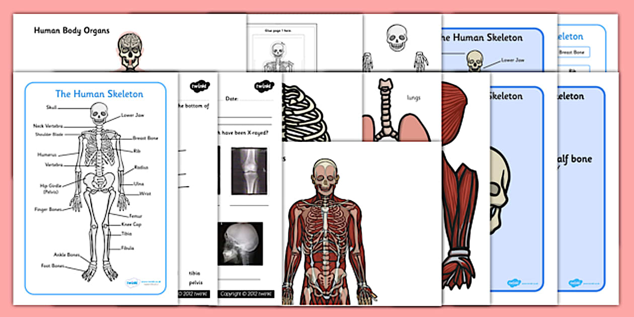 Human Skeleton Resource Pack | Twinkl | Bones Activity