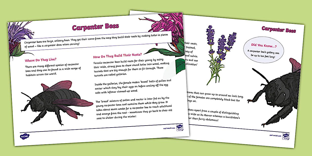 Carpenter Bees Fact File - Educational Resource - Twinkl