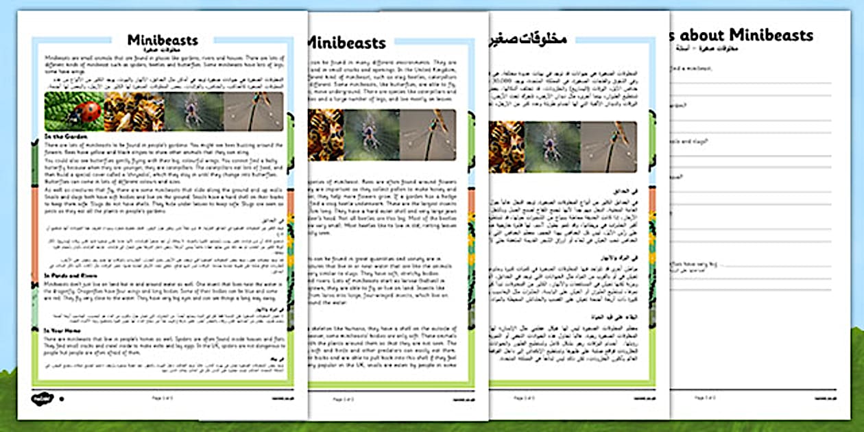 Minibeasts Differentiated Reading Comprehension Activity Arabic Translation