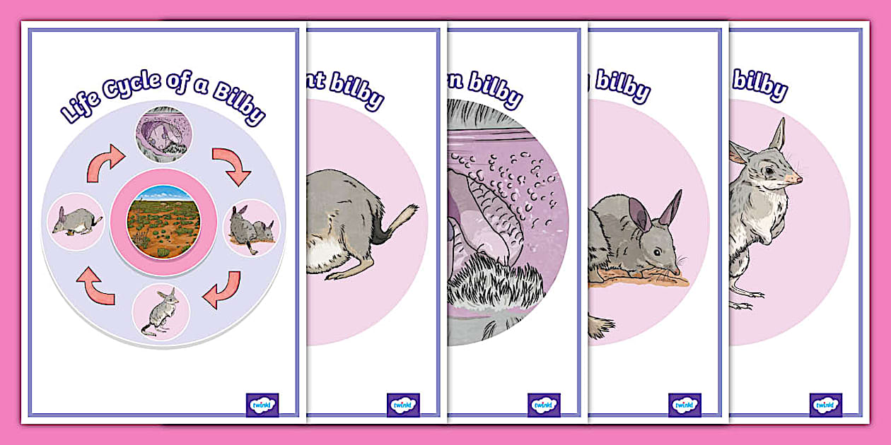 Life Cycle of a Bilby Display Posters (teacher made)