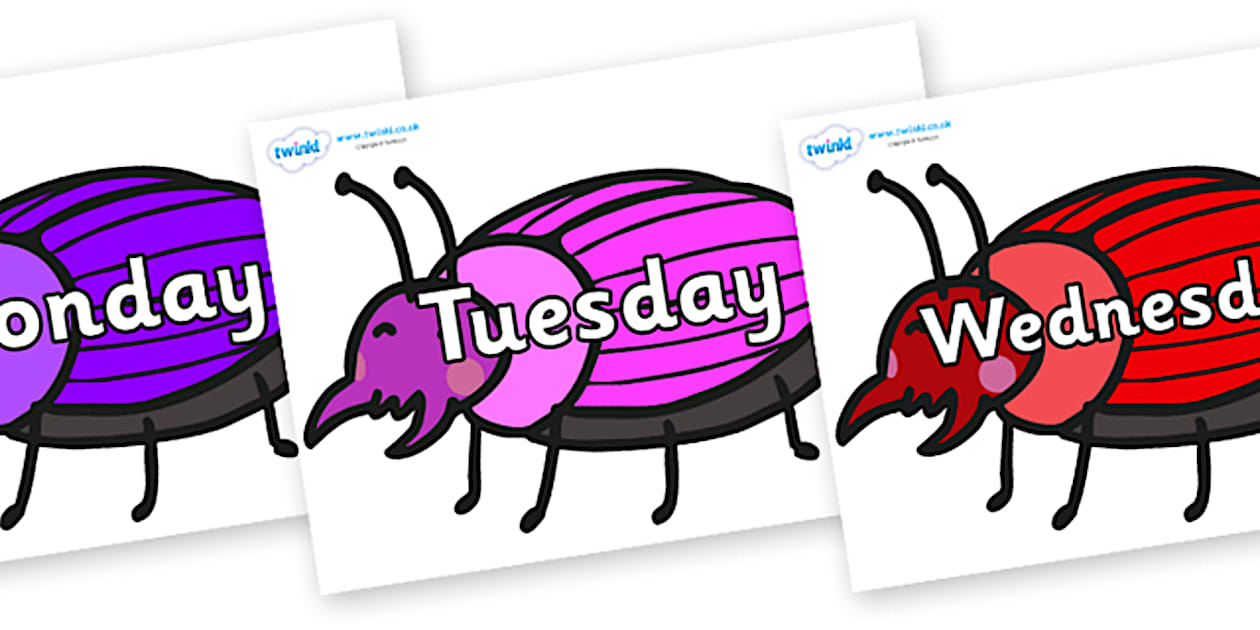 Days of the Week on Beetles (teacher made) - Twinkl