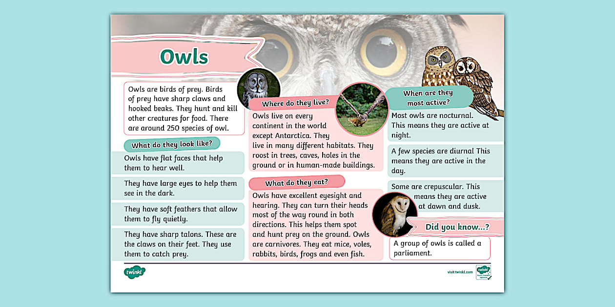 KS1 Owls Fact File - Birds of Prey - Animals - KS1 - Twinkl