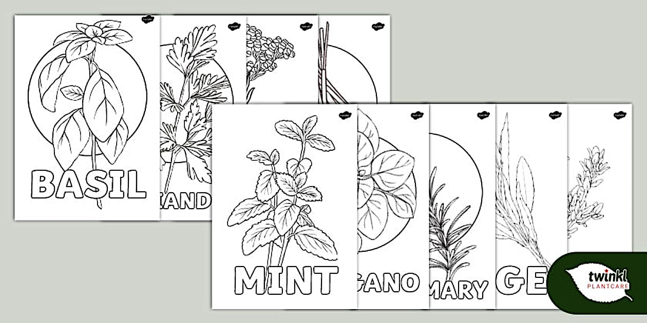 Herb Colouring Sheet pack (teacher made) - Twinkl