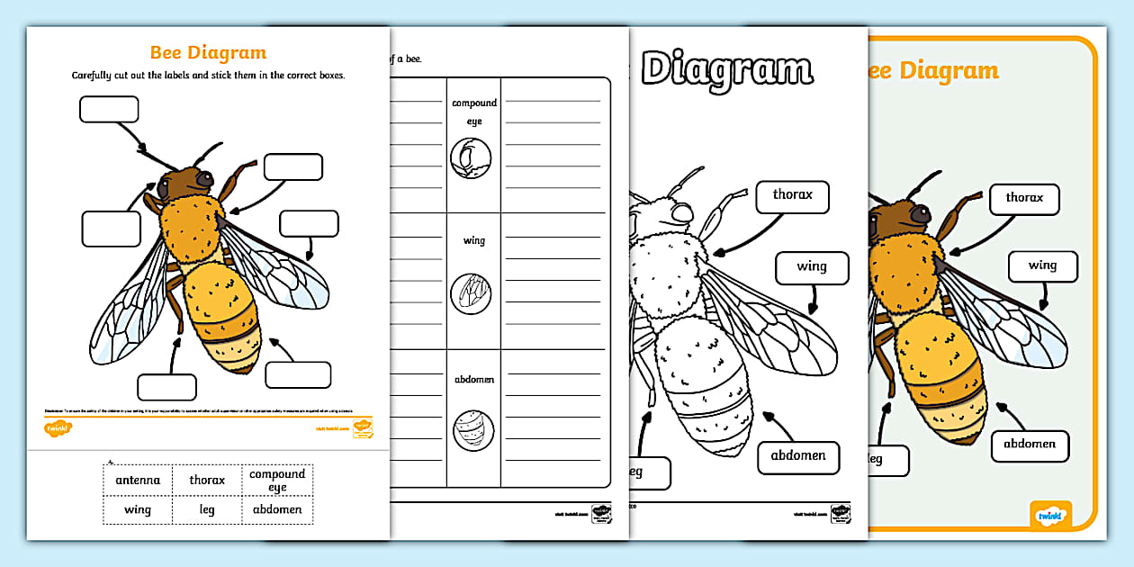 Bee Diagram Pack (teacher made) - Twinkl