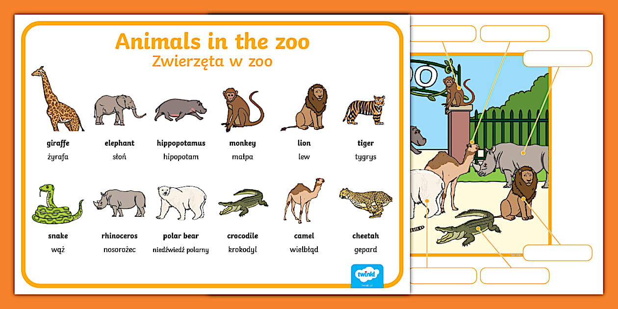 Zwierzęta w zoo | Nauka angielskiego | Mata ze słownictwem