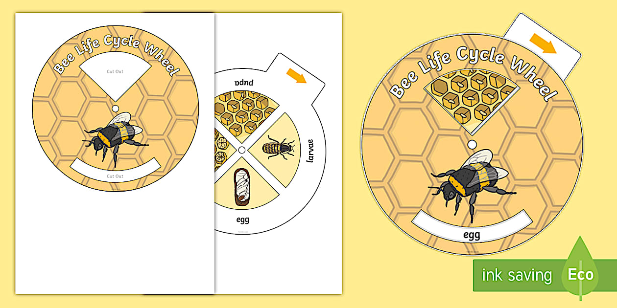 Bee Life Cycle Spin Wheel (teacher made) - Twinkl