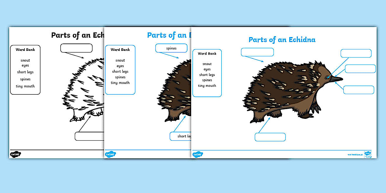 Parts of an Echidna Labelling Worksheet
