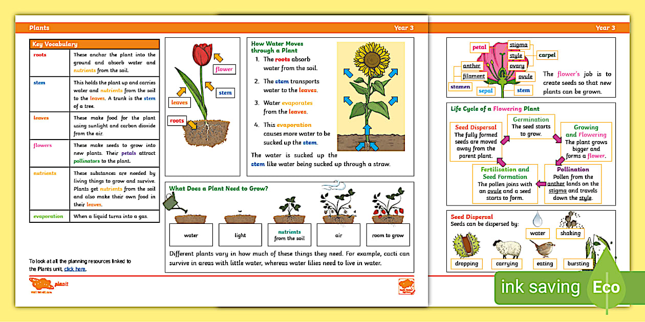 Science Knowledge Organiser: Plants Year 3 - Twinkl