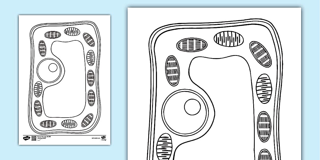Plant Cell Colouring | Colouring Sheet (teacher made)