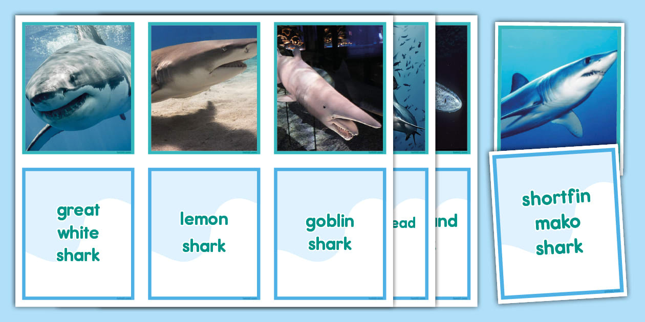 Shark Matching Game for K-2nd Grade | Twinkl USA - Twinkl