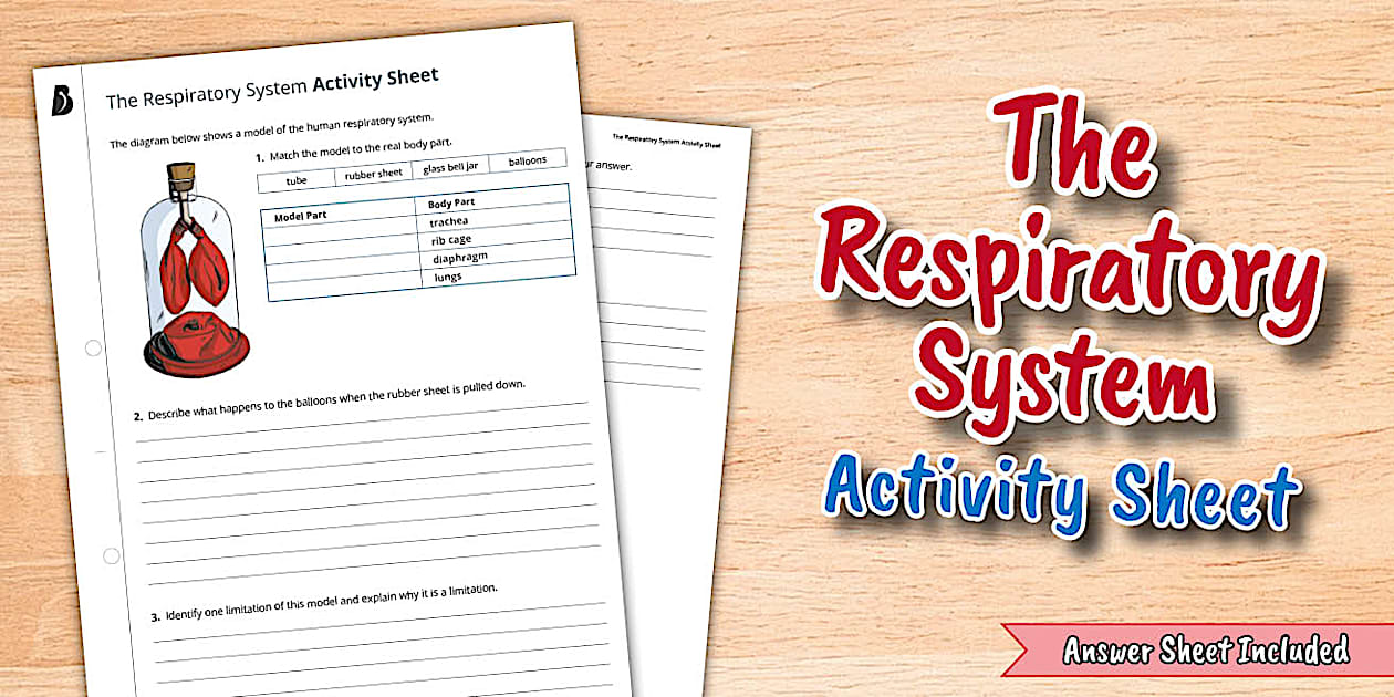 The Respiratory System Activity Sheet