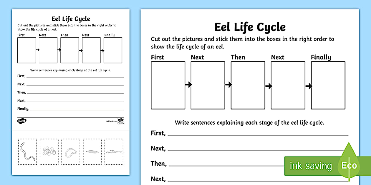 Editable Eel Life Cycle Sentence Writing Worksheet - Twinkl