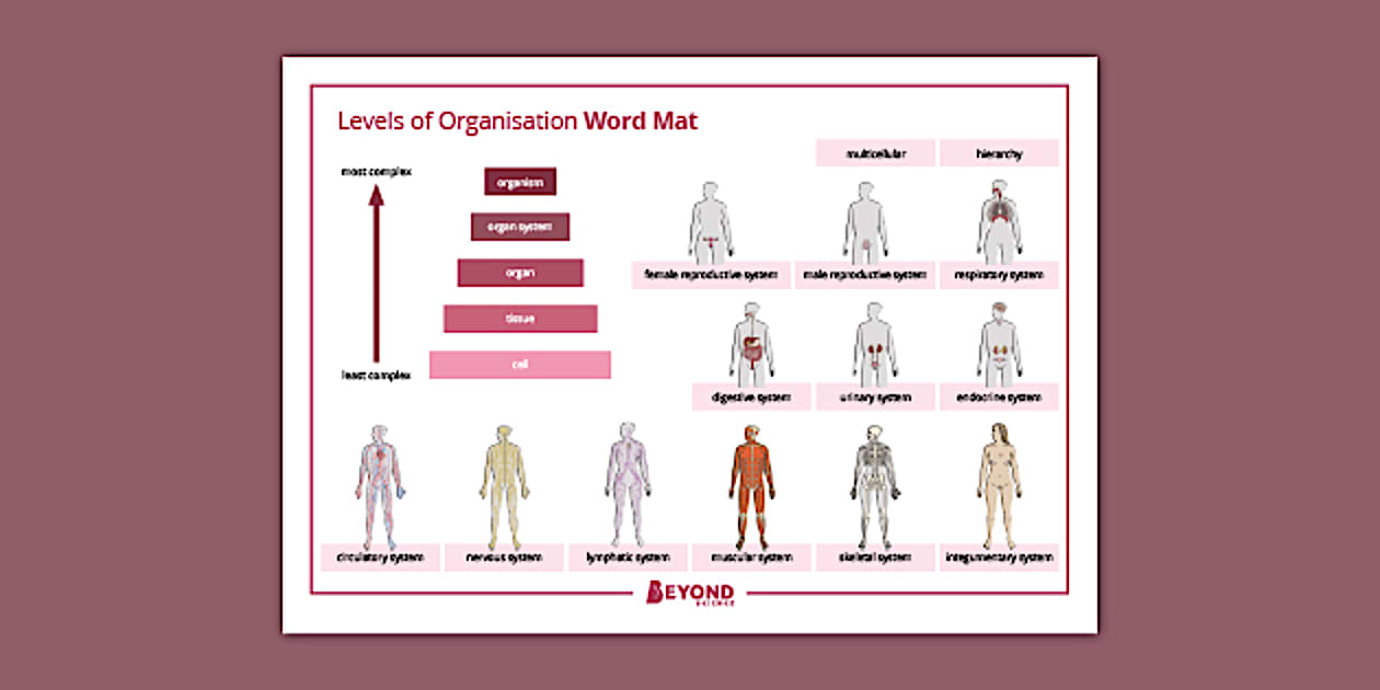 Levels of Organisation Word Mat | KS3 | Beyond Science