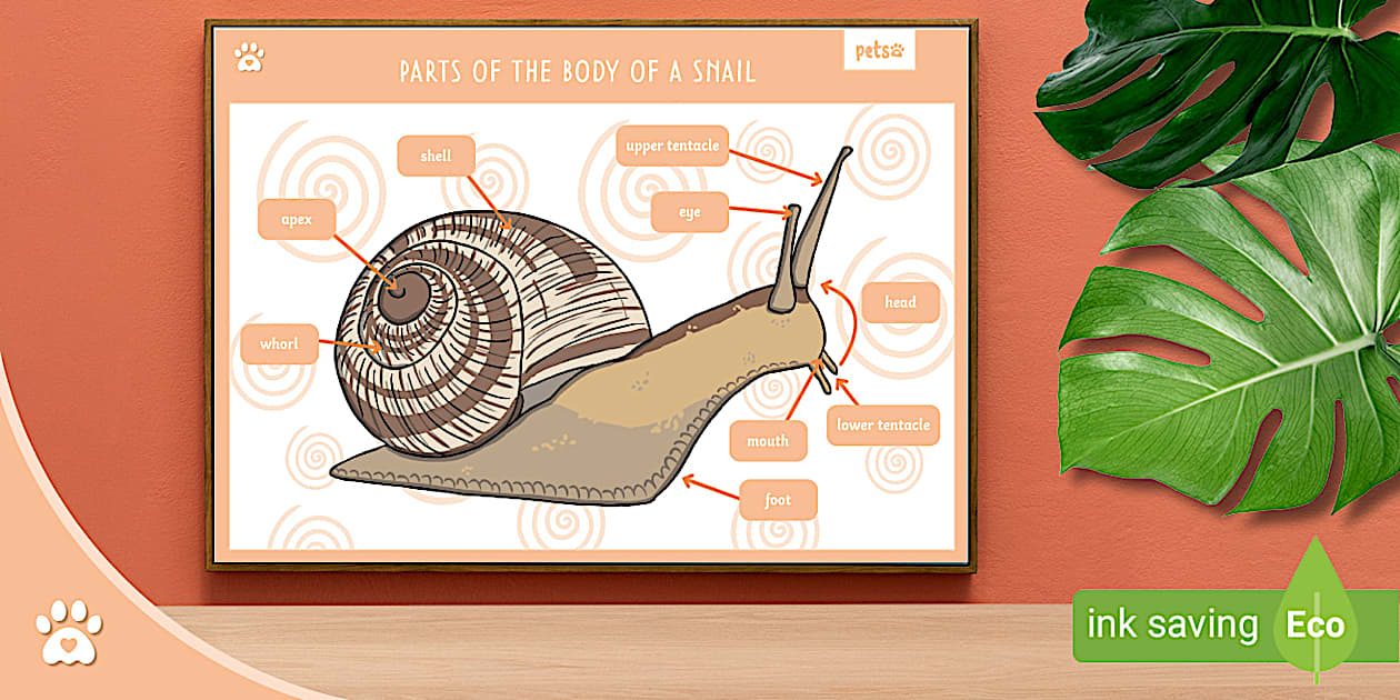 Black and White Parts of the Body of a Snail - Display Poster