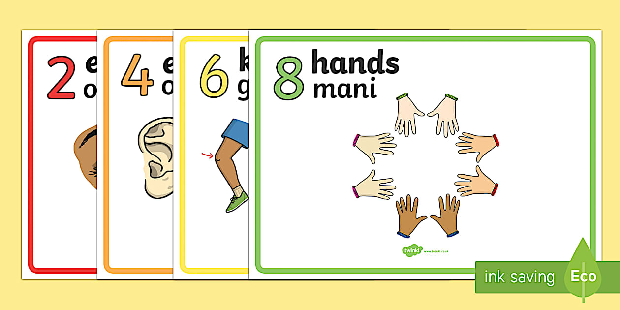 Body Parts Display Posters Counting in 2s - Body Parts Display Posters