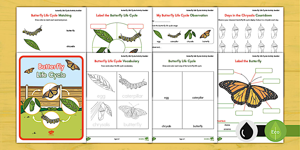 Butterfly Life Cycle Activity – Explore Nature and Culture