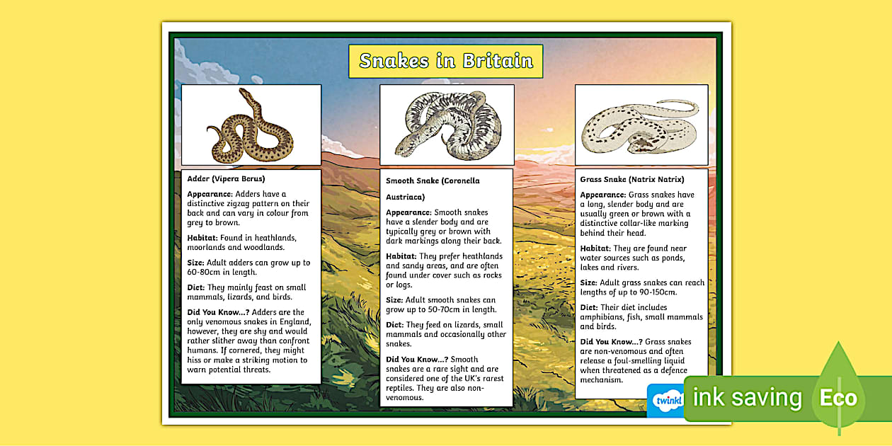 British Snakes Display Poster (teacher made) - Twinkl