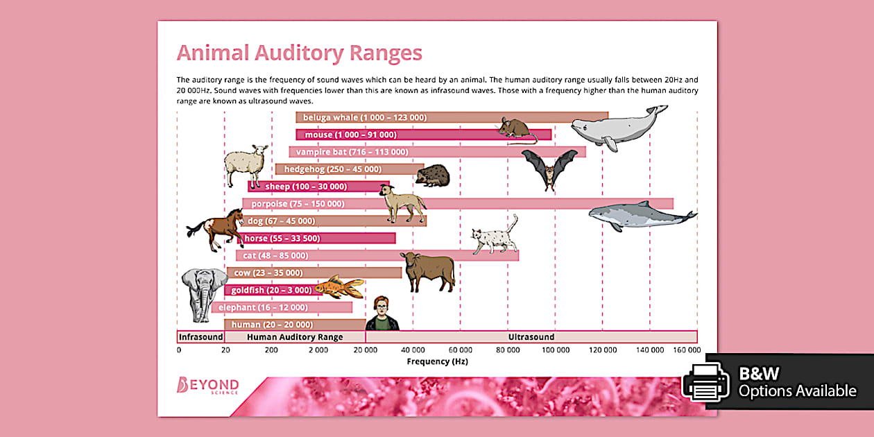 Animal Auditory Ranges Poster (teacher made) - Twinkl