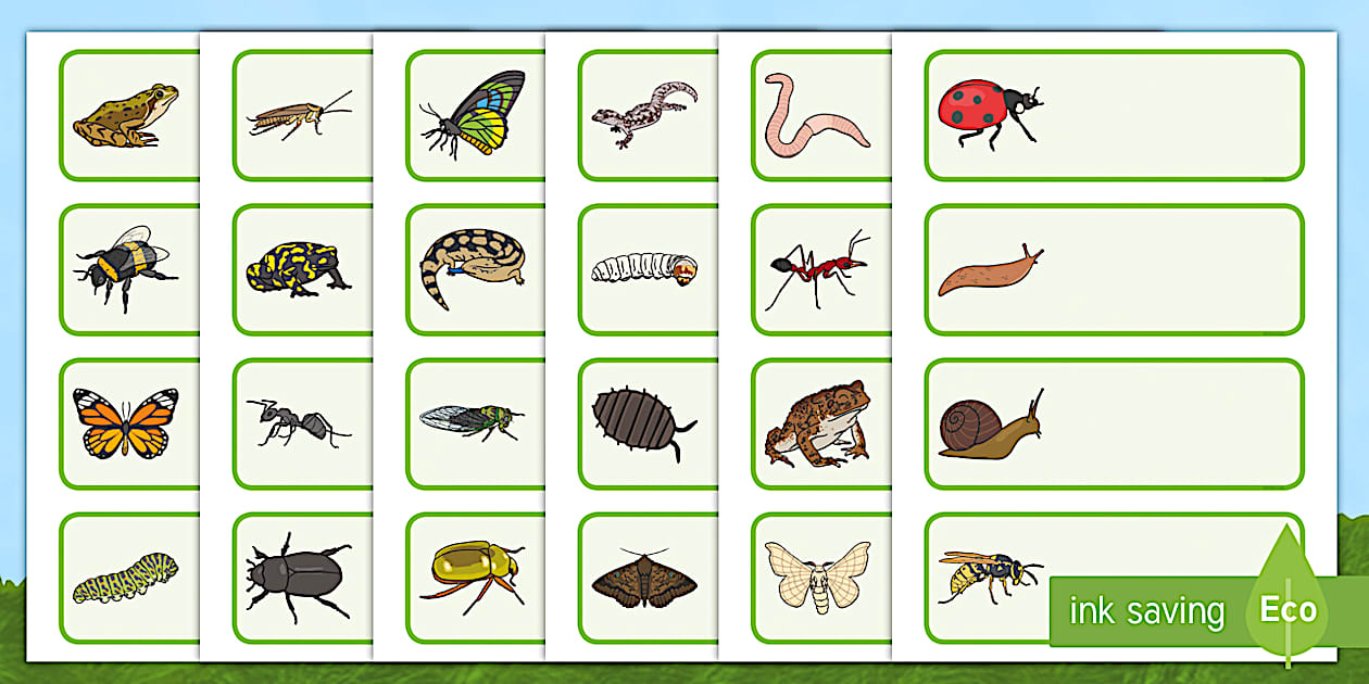 Minibeasts Editable Drawer Peg Name Labels - Twinkl