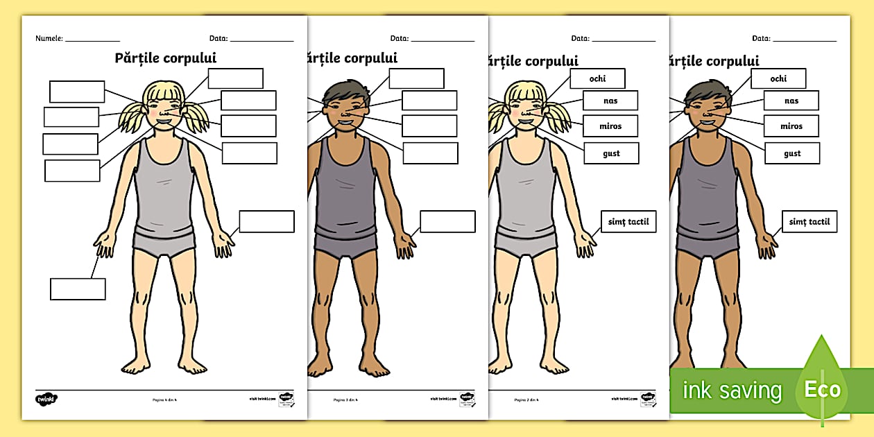 Părțile corpului și cele 5 simțuri Fișă de lucru