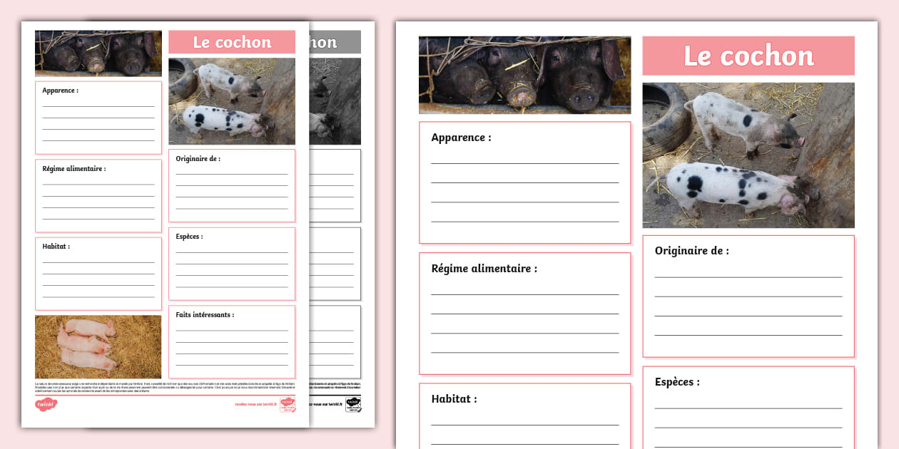 Fiche d'informations : Le cochon (Teacher-Made) - Twinkl
