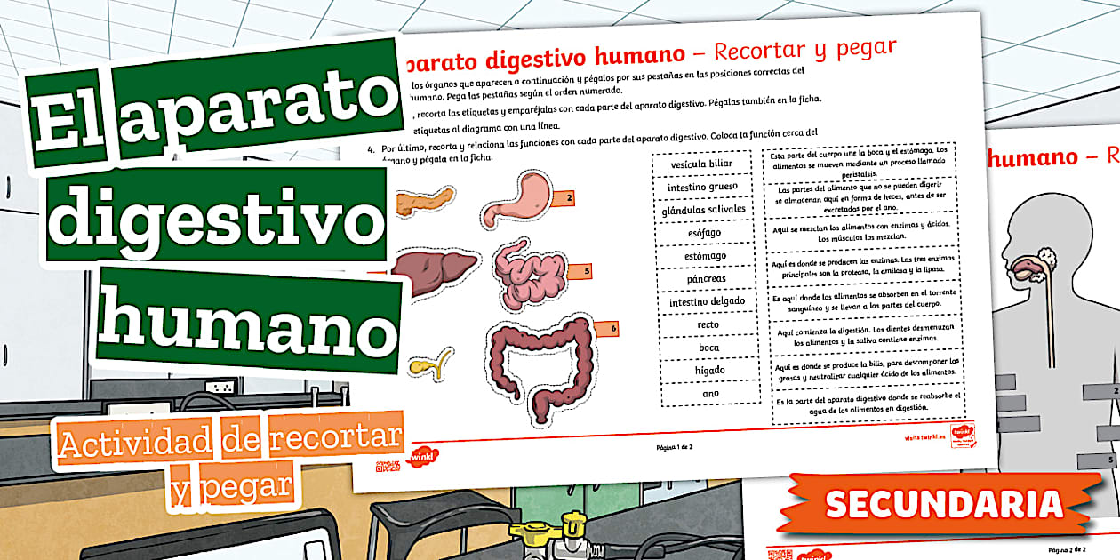Actividad de recortar y pegar: El aparato digestivo - Secundaria