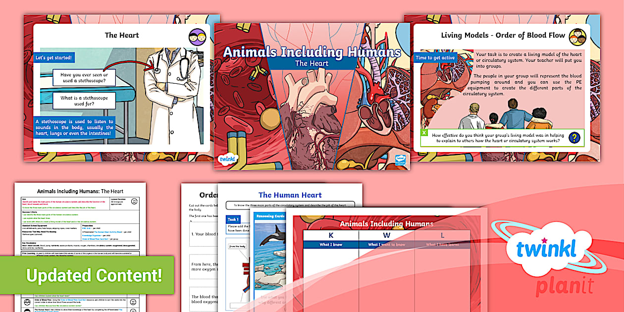 Heart and Circulatory System KS2 | Twinkl | Science Lessons