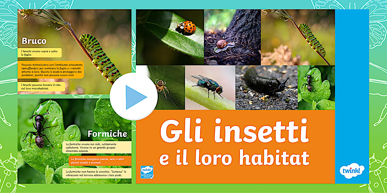 Gli insetti e il loro habitat PowerPoint (teacher made)