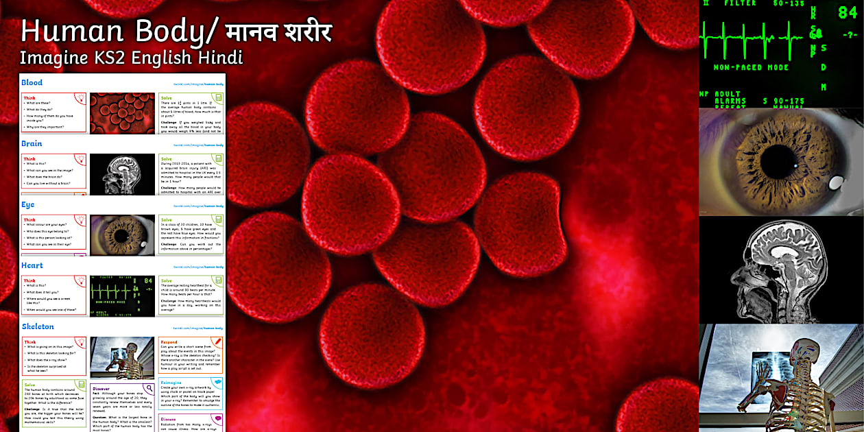 Imagine Human Body KS2 Resource Pack English/Hindi - Twinkl