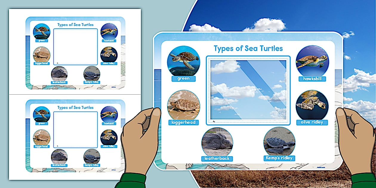 Portable Sea Turtle Identification Frame Viewer - Twinkl