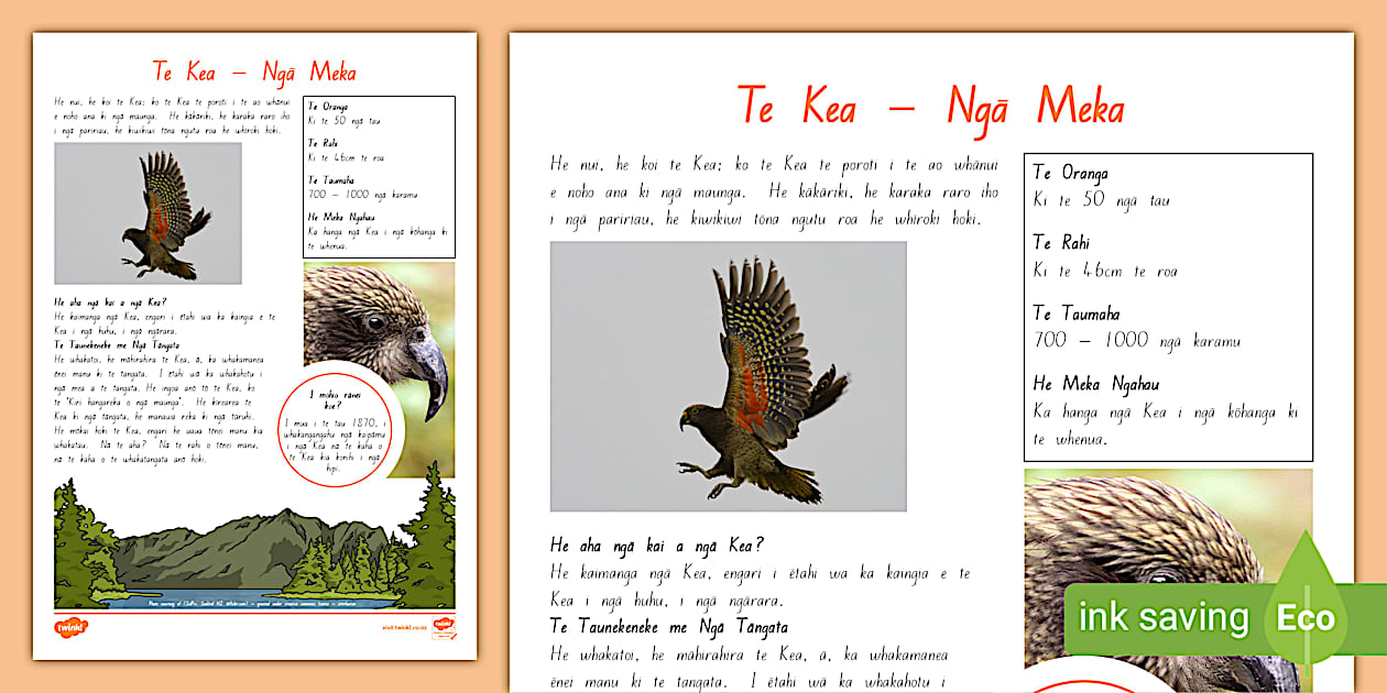 Ngā Manu i Aotearoa - Te Kea (Teacher-Made) - Twinkl