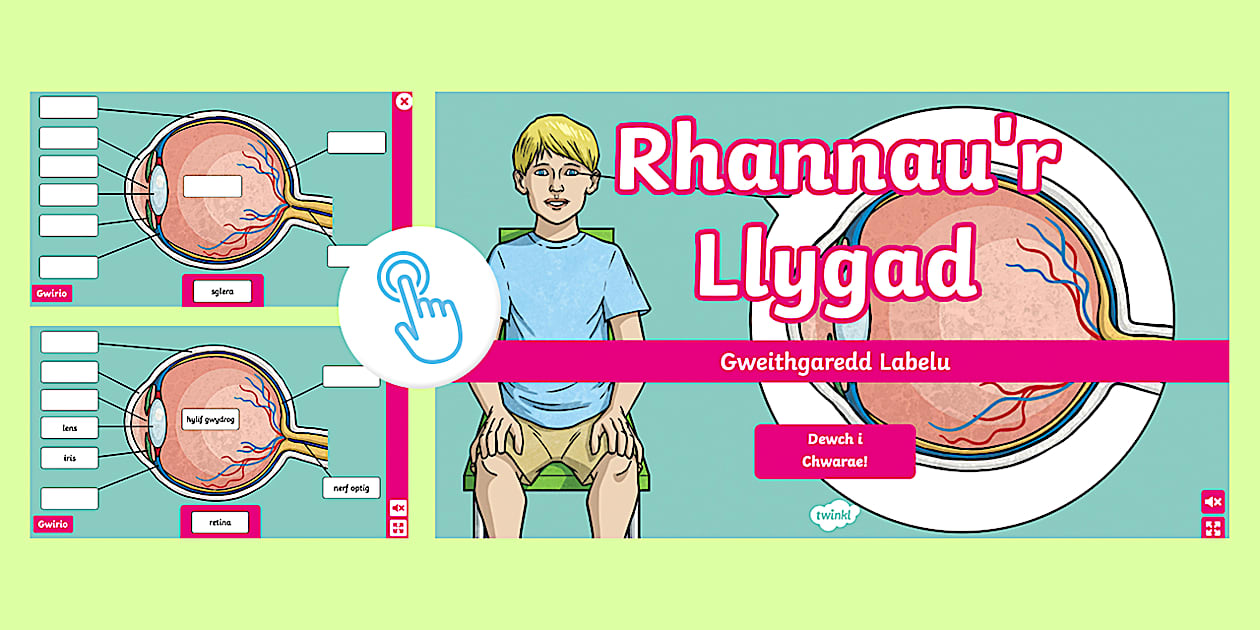 Gweithgaredd Labelu Rhyngweithiol Rhannau'r Llygad