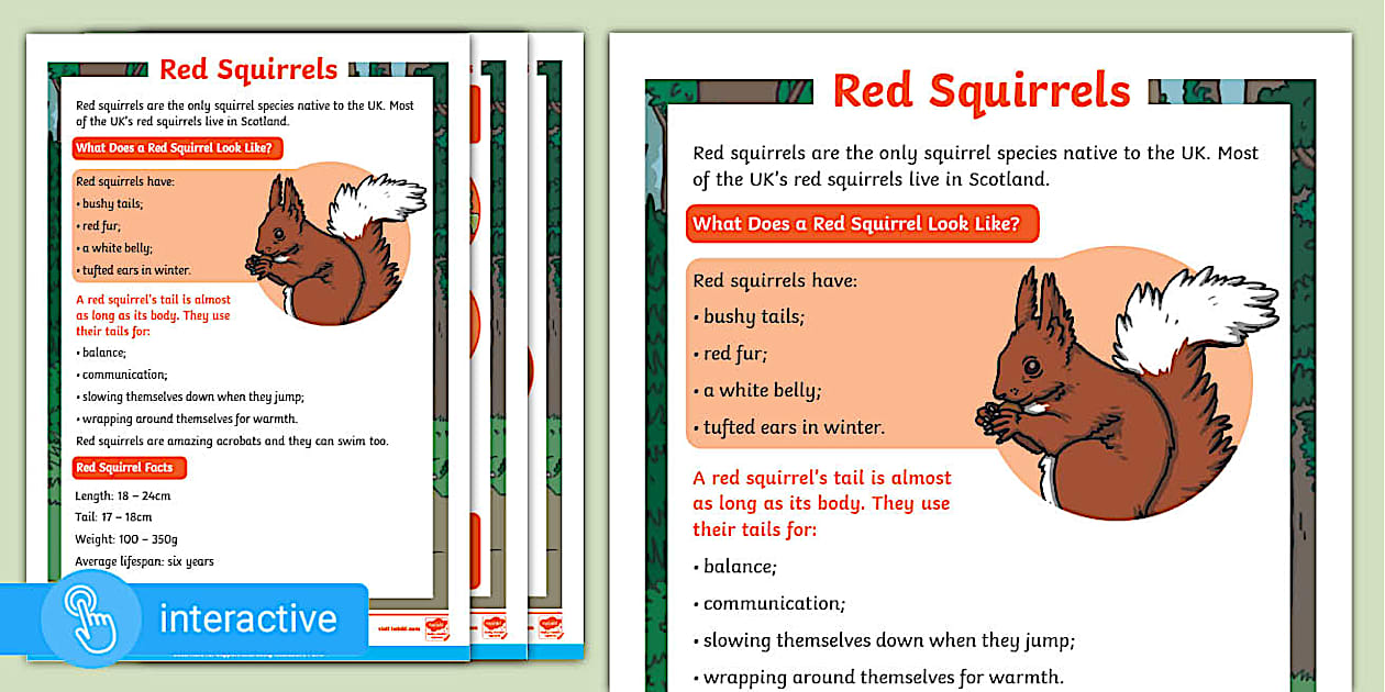 Interactive PDF Red Squirrels Differentiated Reading Comprehension
