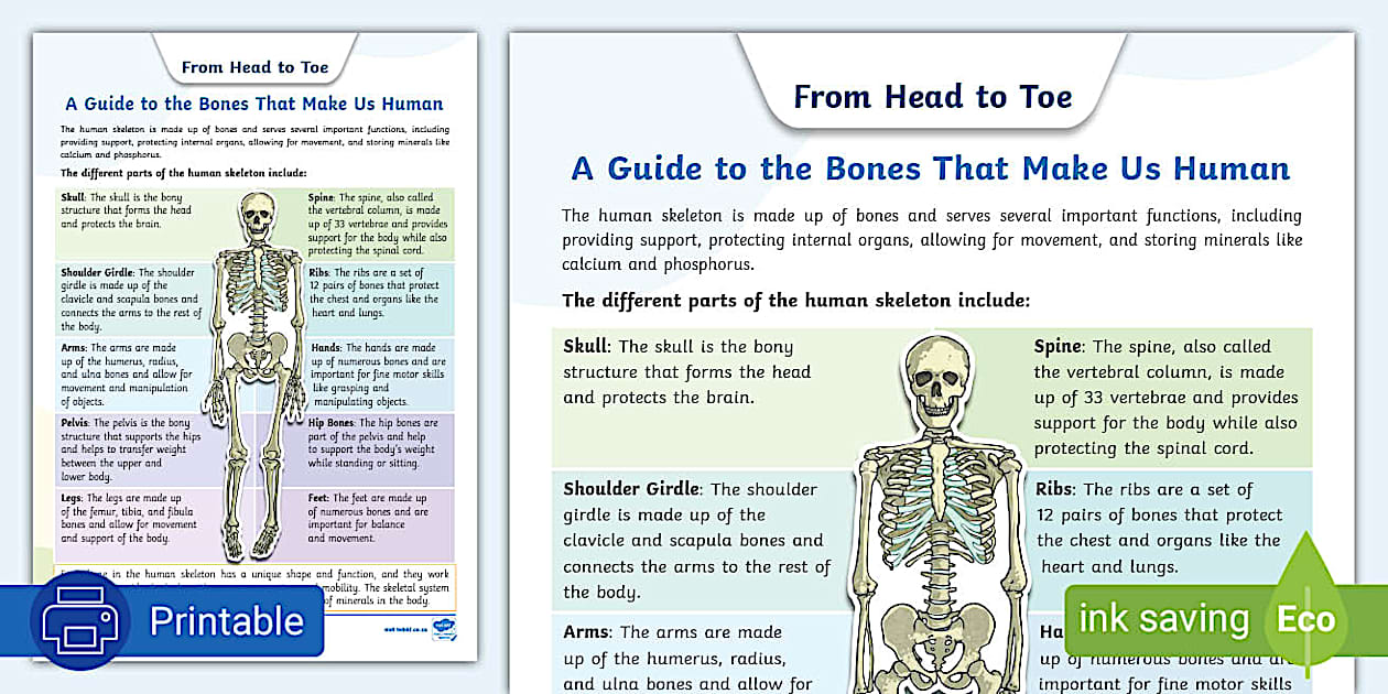 From Head to Toe: A Guide to the Bones That Make Us Human
