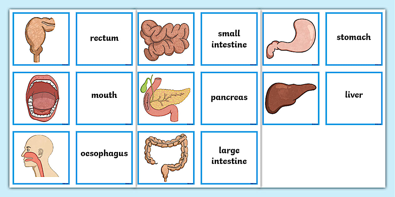 Digestive System Matching Activity (Teacher-Made) - Twinkl
