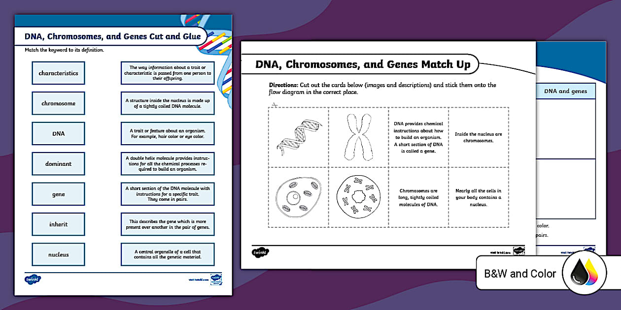 Fifth Grade DNA, Chromosomes, and Genes Cut and Match Worksheet