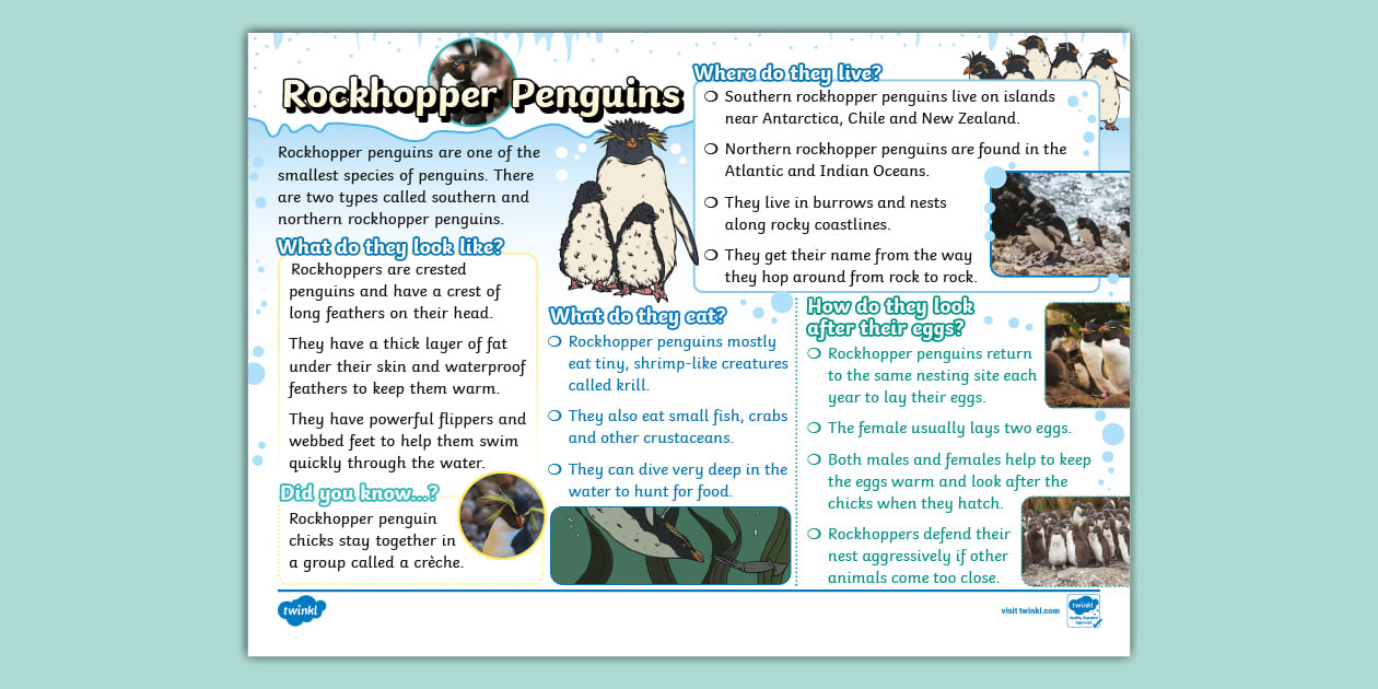 KS1 Rockhopper Penguin Fact File (teacher made) - Twinkl